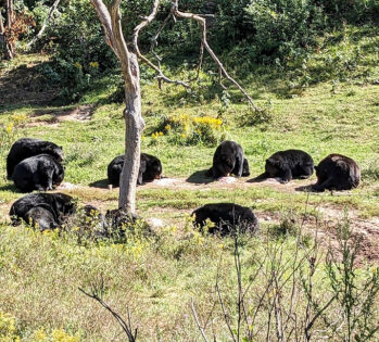 The Largest Bear Ranch In America Is Right Here In Michigan, And It’s ...