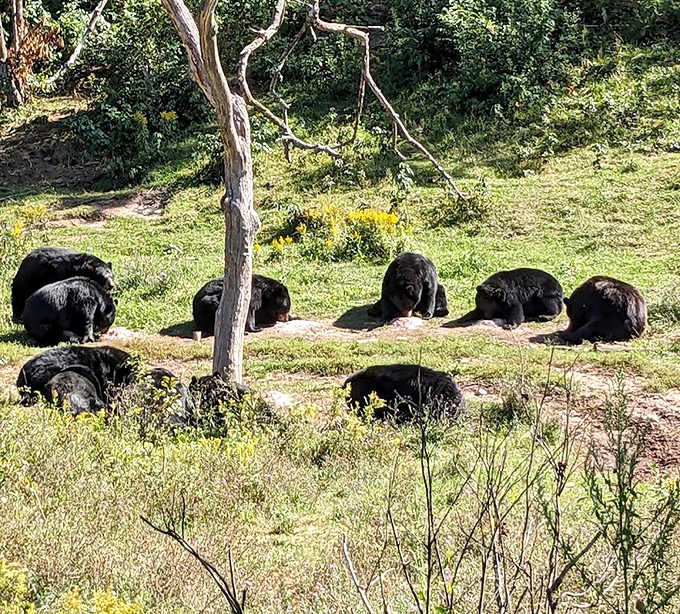 A lazy afternoon for these rescued black bears, lounging together like furry roommates who've run out of conversation topics.