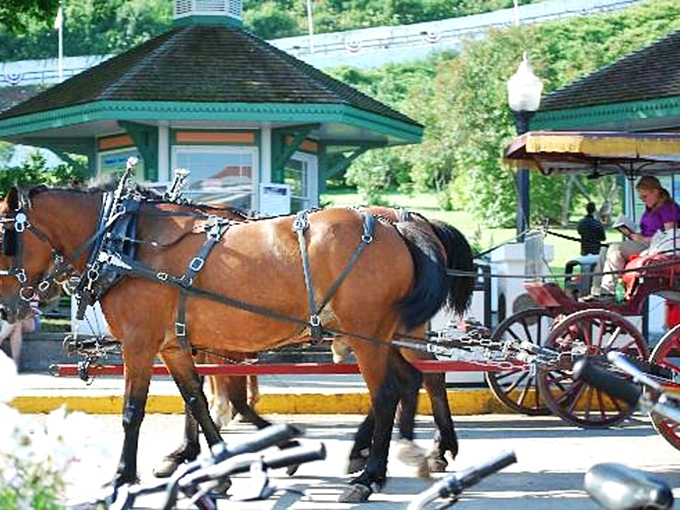 A moment of rest for this noble draft horse, its harness gleaming in the sunlight while passengers prepare for their island adventure.