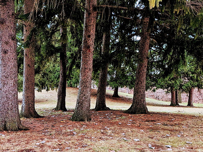 Island Park offers a tranquil retreat where towering trees stand sentinel, having witnessed generations of Adrian residents finding solace in nature's embrace.