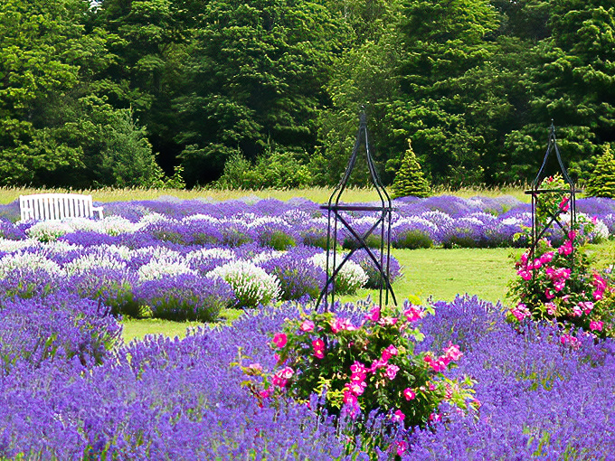 Pink roses add a splash of contrasting color to the lavender landscape, like fashion rebels at a purple-themed party.