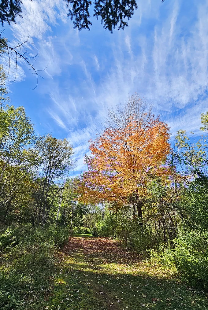 Autumn paints Miners Memorial Heritage Park in impossible colors, turning a simple trail walk into a journey through nature's art gallery.