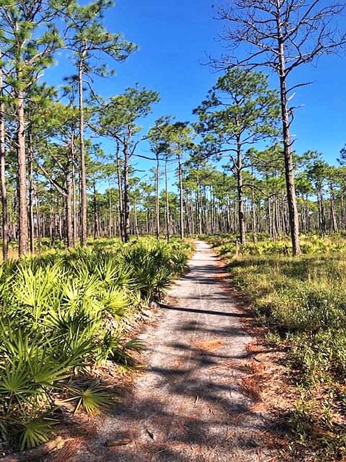Nature's therapy session: a winding trail through coastal pines where the only soundtrack is wind through branches.