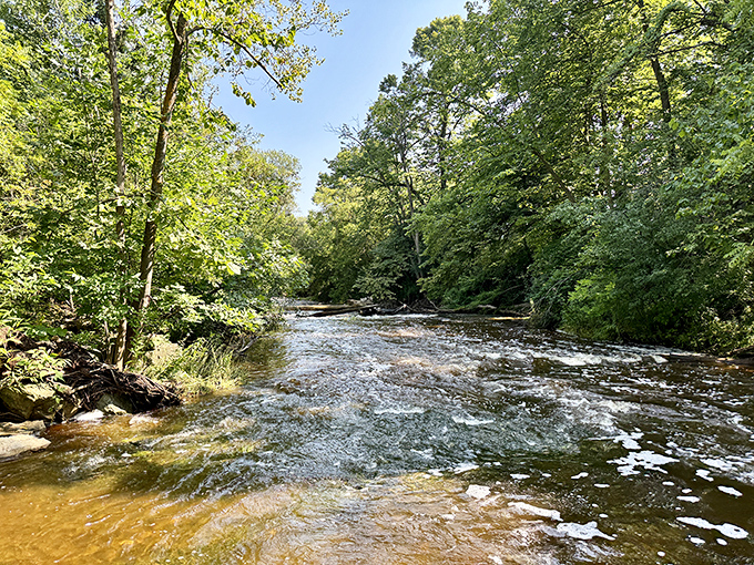 Sauk Creek Nature Preserve offers a symphony of bubbling water and rustling leaves that beats any playlist you've got queued up.
