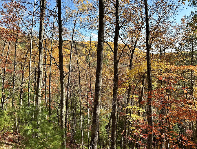 Nature's paintbrush at work: Fall transforms the Sturgeon River Gorge into a masterpiece of crimson, gold, and evergreen.