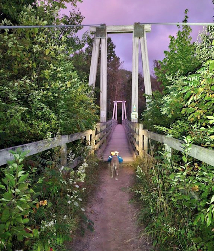 As dusk paints the sky purple, the suspension bridge transforms into a magical passageway, with a four-legged explorer leading the way.