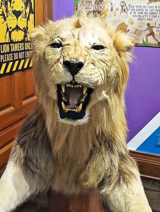 I'm just going to stand here and judge your life choices, says this taxidermied lion, eternally frozen in mid-roar.