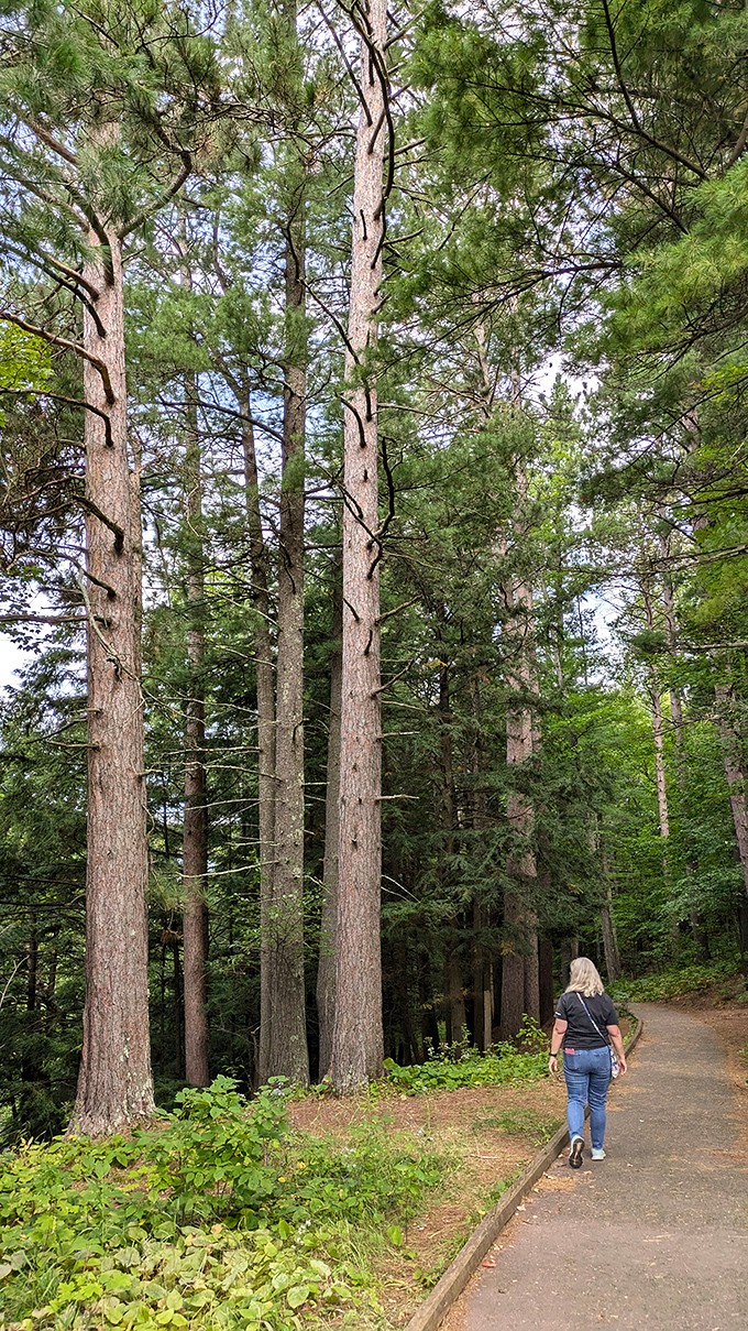 Towering pines create nature's cathedral along the trail, making even the most dedicated city-dweller pause and think, "Maybe Thoreau was onto something."