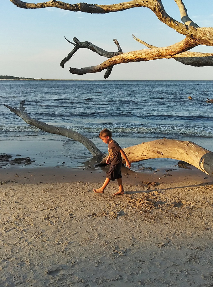A moment of contemplation on nature's timeline, where forest meets trail and every step reveals Florida's wild heart.