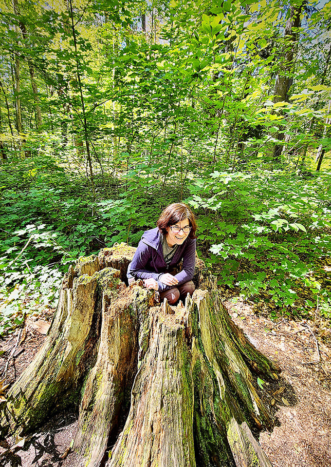 Nature reclaims what time has taken &ndash; this massive tree stump now serves as nature's armchair for contemplative forest visitors.