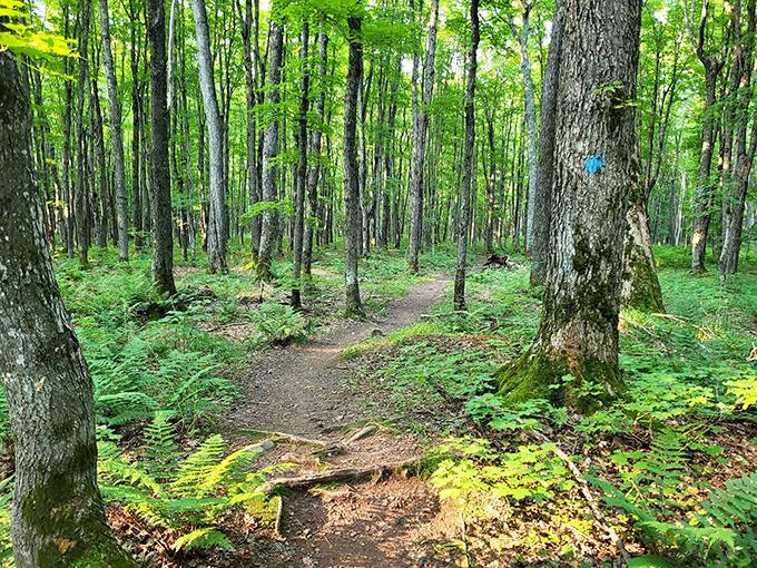 Dappled sunlight plays hide-and-seek on this serene hiking trail, where ferns carpet the forest floor like nature's welcome mat.