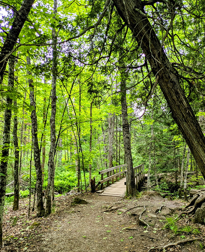 This rustic wooden bridge seems to float above the forest floor, connecting worlds between ordinary and extraordinary.