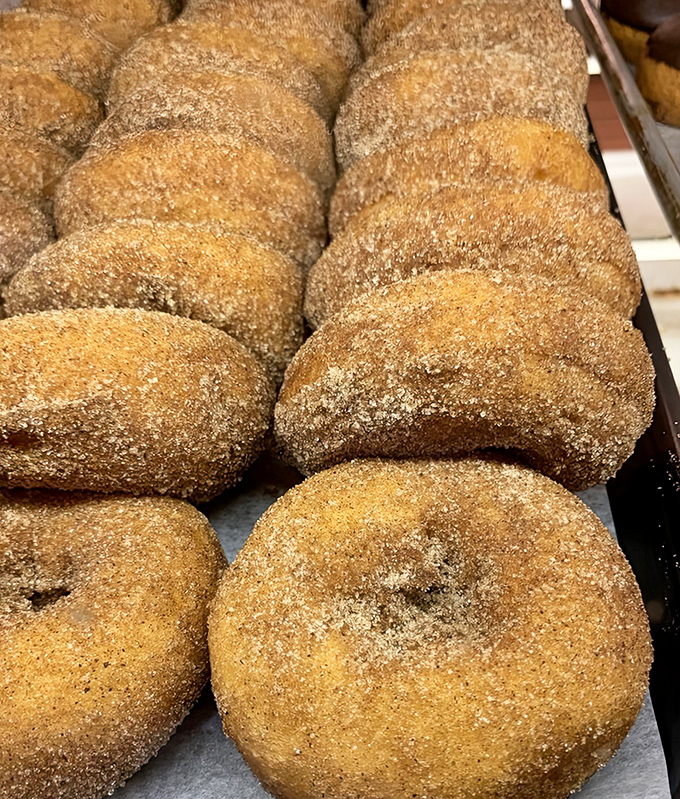 Fresh apple cider donuts lined up like delicious soldiers, each one coated in cinnamon sugar and ready to change your life one bite at a time.