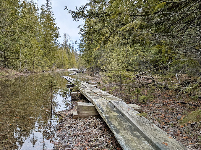 Nature's balancing act: A weathered wooden boardwalk threads through wetlands, offering dry passage while protecting delicate ecosystems below.