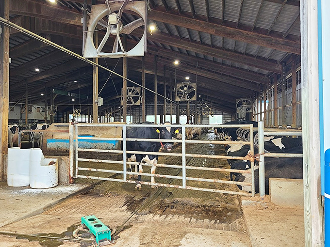 Modern farming meets animal comfort in this state-of-the-art dairy barn where cows live better than most college students.
