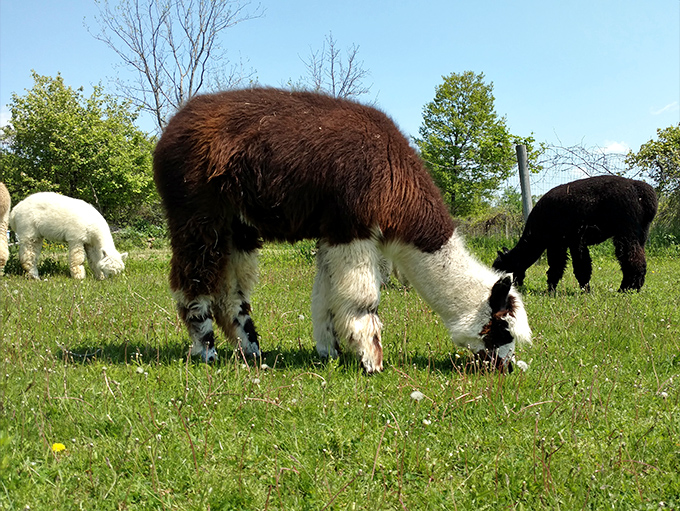 Fluffy doesn't begin to describe these magnificent creatures. Their cloud-like coats contain some of the softest, warmest fiber on the planet.