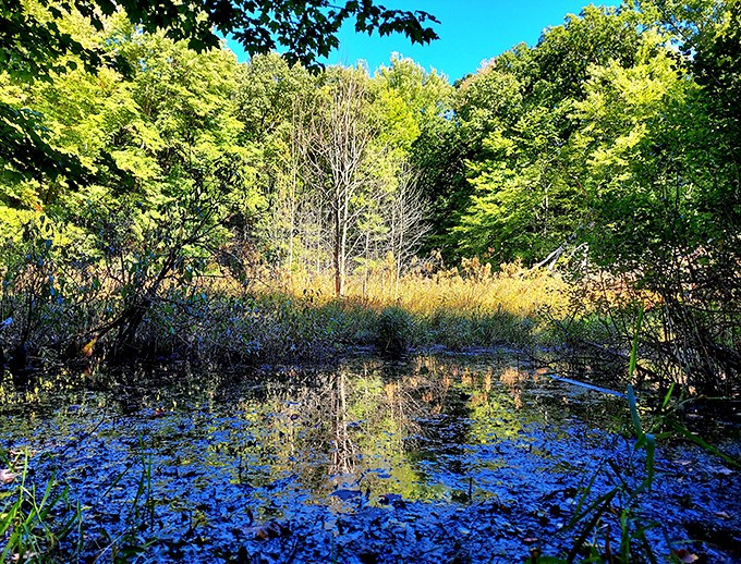 A hidden pond mirrors the forest canopy, creating a perfect reflection that doubles the beauty in one serene package.