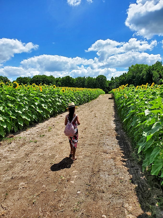 Wandering between towering stalks, this visitor discovers the simple pleasure of getting delightfully lost in nature's golden corridors.