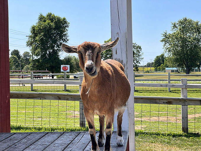 "Excuse me, do you have a moment to discuss hay donations?" This goat's salesmanship is matched only by its magnificent ears.