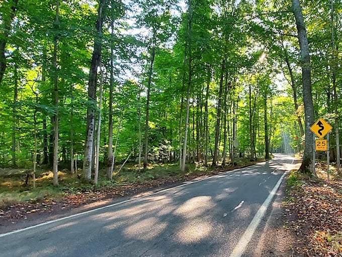 The winding gravel road leads visitors through a tunnel of greenery, each curve promising new discoveries just around the bend.