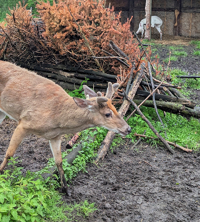 A young deer pauses mid-browse, showcasing the natural behaviors visitors can observe in this unique Wisconsin wildlife sanctuary.