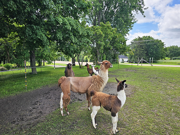 Free-range fluffiness! The llamas enjoy spacious grounds where they can strut their stuff and show off those magnificent profiles.
