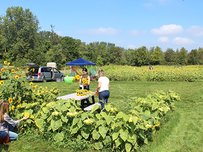 Farm-to-vase in action &ndash; visitors select their perfect blooms, creating personalized bouquets that bring the sunshine indoors for days.