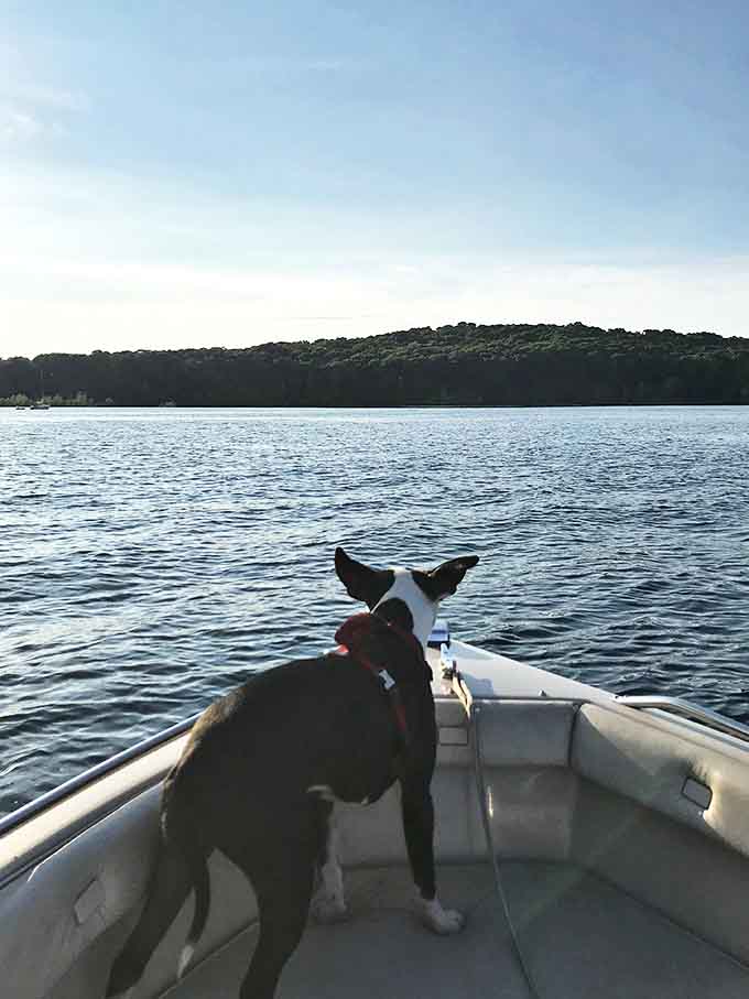 Even the four-legged adventurers know a good thing when they see it – this pup's got the right idea about vacation priorities.