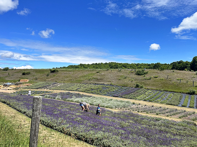 Organized plots of lavender create geometric patterns across the landscape &ndash; nature's version of agricultural modern art.