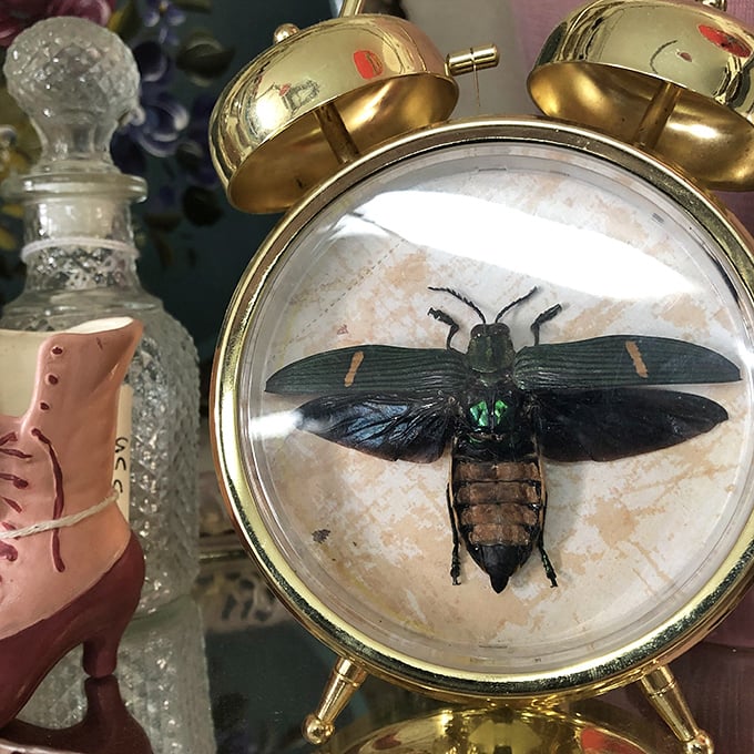 Nature's jewelry box &ndash; this iridescent beetle, preserved in time, gleams with metallic brilliance inside its golden clock case home.