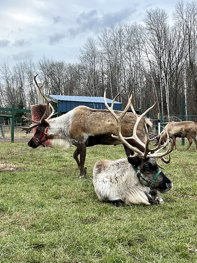 Majestic reindeer lounging in their natural splendor, their impressive antlers silhouetted against the Michigan sky &ndash; no flying lessons scheduled today.