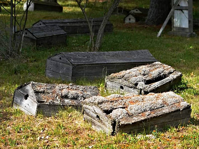 Nature slowly reclaims these spirit houses, a perfect metaphor for the Ojibwa understanding of life's continuous cycle.