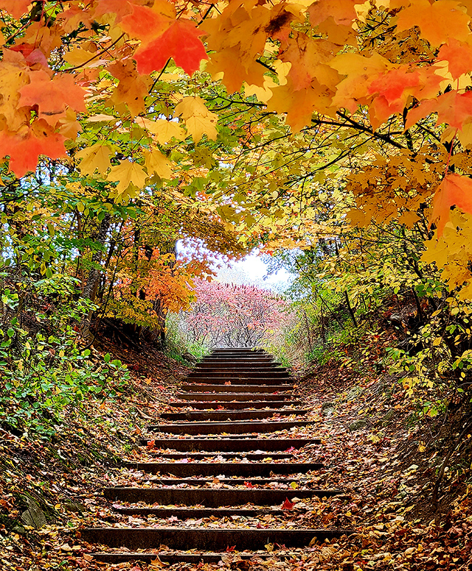 Autumn transforms this woodland stairway into a magical portal, where fallen leaves create a crunchy carpet beneath adventurous feet.