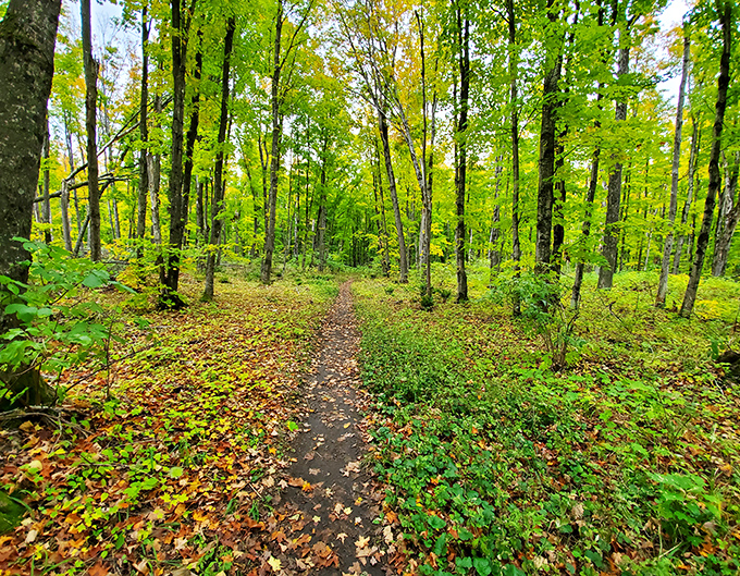 Winding through a cathedral of maple and birch, this trail promises adventure with every turn, like nature's red carpet.