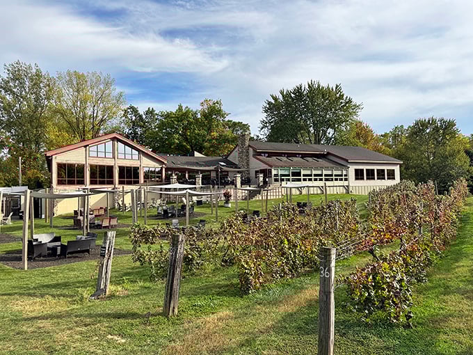 The vineyard stretches toward the horizon like nature's own masterpiece, each row telling stories of seasons past and vintages yet to come.