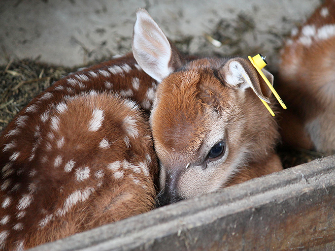 Bambi's cousin takes a rest in the safety of the fawn barn, those spots perfectly designed for hiding in dappled sunlight.