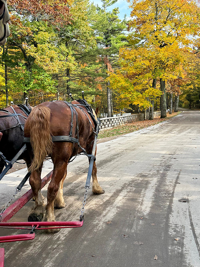 Autumn transforms the carriage route into a golden gallery, where each clip-clop echoes against the backdrop of Michigan's spectacular fall foliage.
