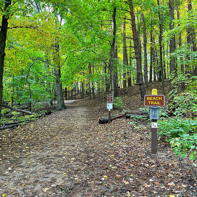 Autumn transforms the Beach Trail into a golden corridor, where fallen leaves create nature's most beautiful welcome mat.