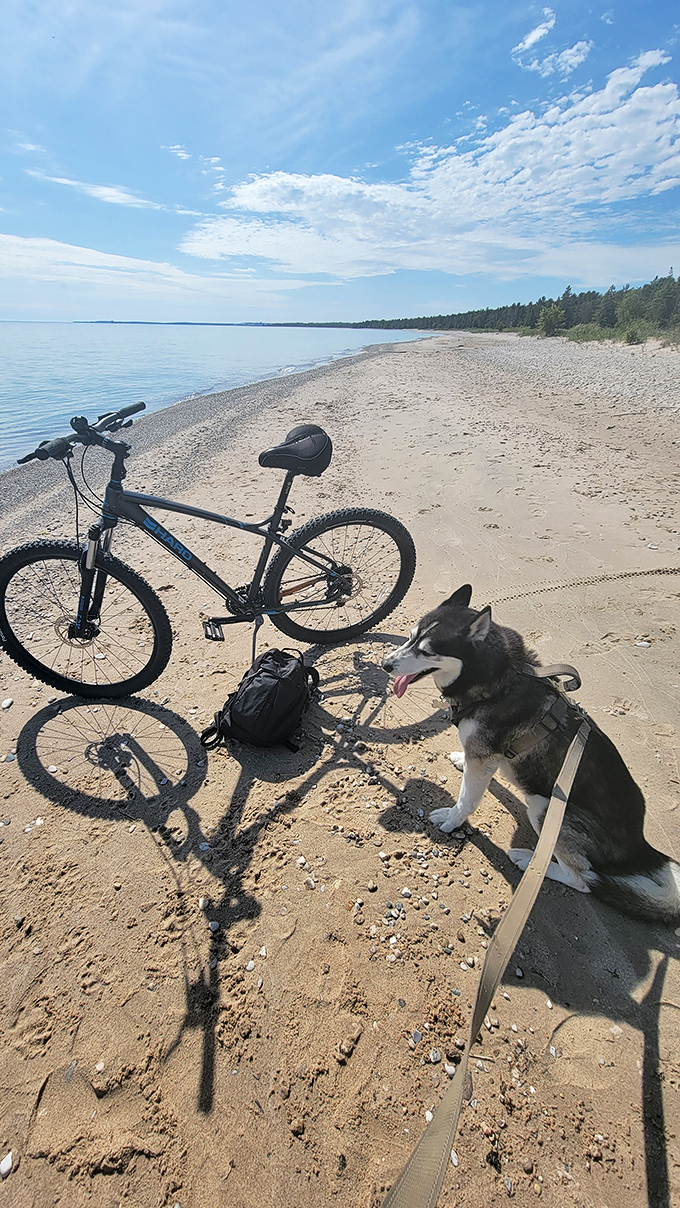 Four-legged explorers appreciate Agate Beach too &ndash; this happy husky and mountain bike suggest the perfect day of lakeside adventure.