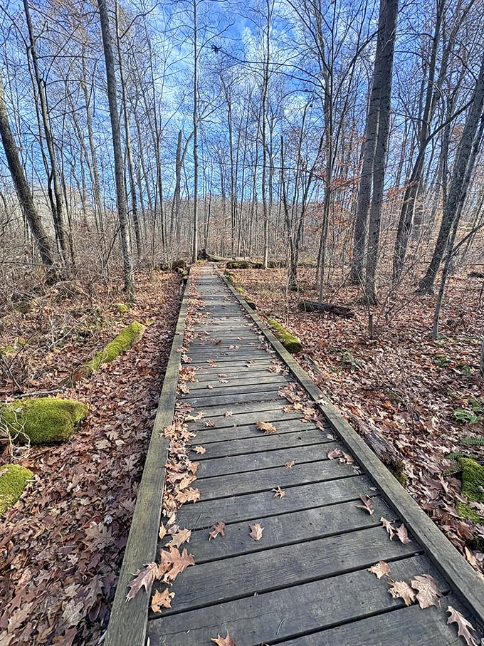 Nature's boardwalk runway. These weathered planks lead you deeper into the forest's embrace, no red carpet required.
