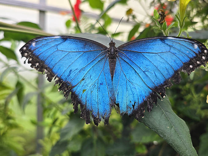 The Butterfly House transforms visitors into living perches for these electric-blue beauties, proving Michigan offers tropical magic even without palm trees.