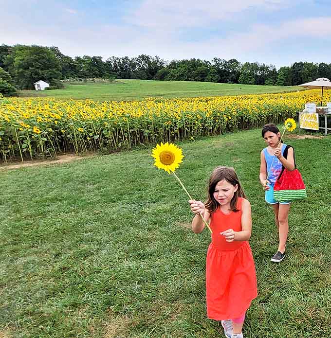 The simple pleasure of selecting the perfect bloom&mdash;a souvenir of sunshine to brighten home and heart long after summer fades.