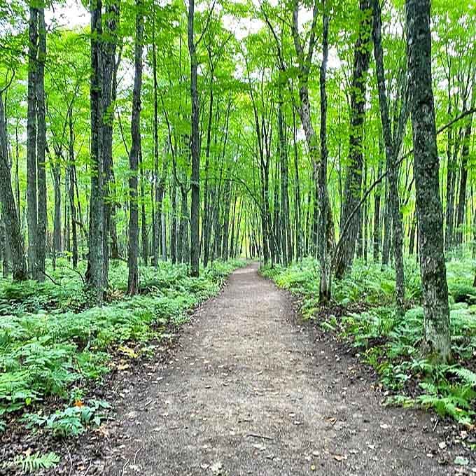 Nature's green cathedral – where the only requirement for entry is an appreciation for simple, perfect beauty.