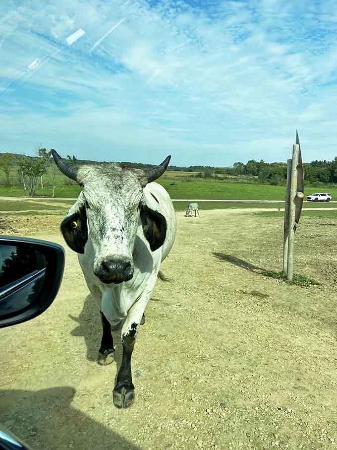 This gray-horned bull stands majestically in the Wisconsin sunshine, looking like it's posing for the cover of "Bovine Monthly."