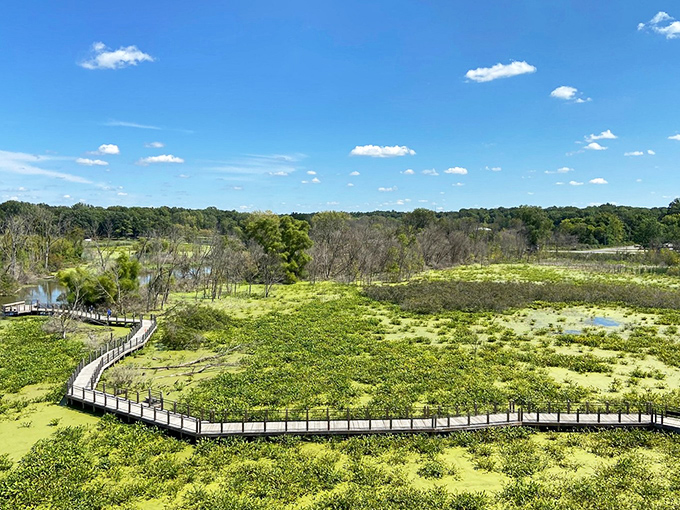 From above, the wooden boardwalk creates artistic curves through the landscape, like nature and human design in perfect harmony.