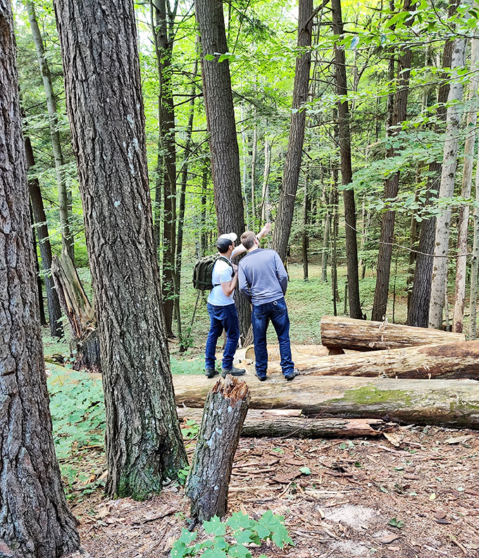 Fellow explorers compare notes on the trail, dwarfed by the ancient sentinels that have witnessed centuries of Michigan history.