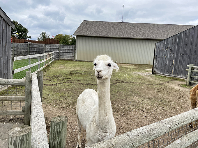 "Your haircut is questionable, but I'll accept your offering." This alpaca's judgment comes with a side of adorable.