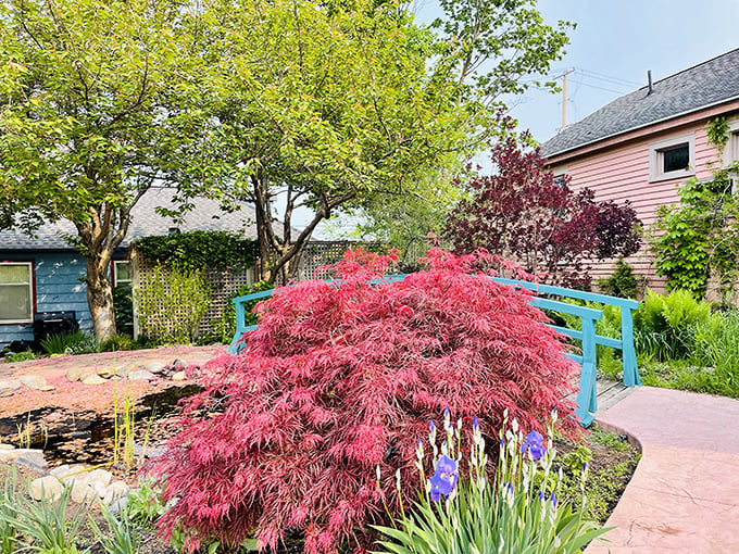 The Japanese Laceleaf Maple steals the show with its burgundy drama, nature's equivalent of a red carpet celebrity.
