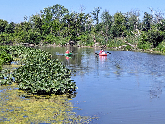 Kayakers glide through lily pad gardens like they're navigating nature's own obstacle course, minus the obstacles and plus all the serenity.