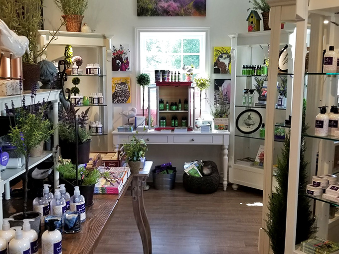 Step inside the farm shop where shelves overflow with lavender treasures, a purple-scented Aladdin's cave of delights.